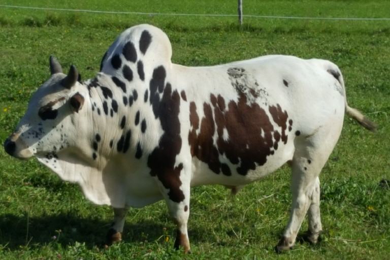 Zwerg-Zebus - eine kleine Rinder Rasse